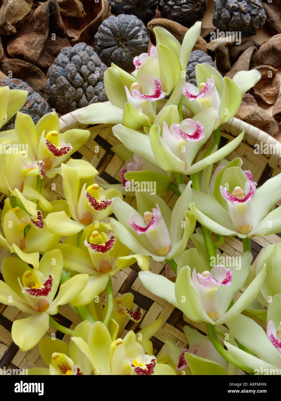 Cymbidium plants hi-res stock photography and images - Alamy