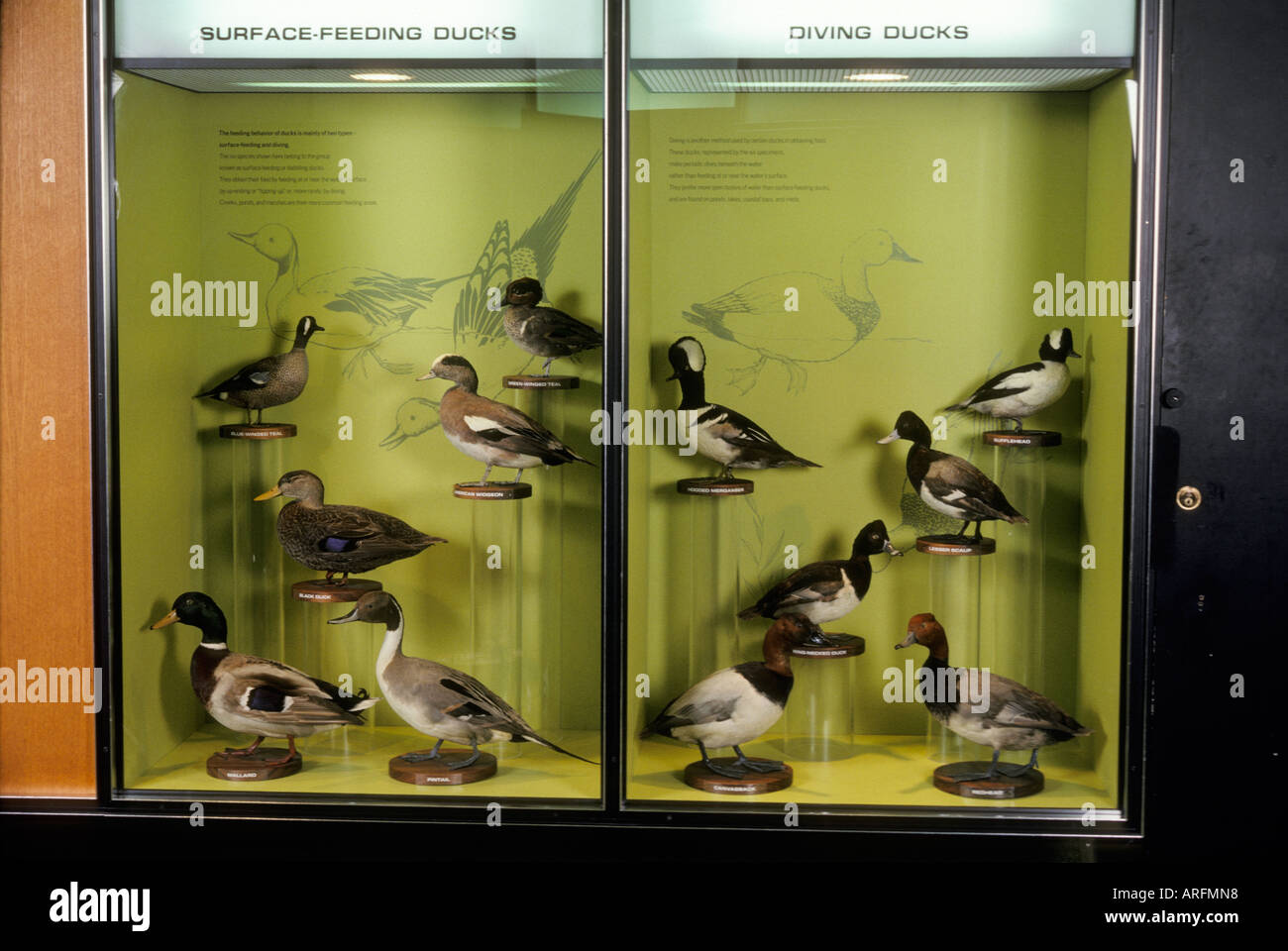 display case birds ducks surface feeding diving Stock Photo - Alamy