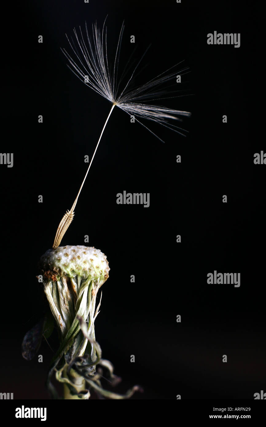 The last seed hi-res stock photography and images - Alamy
