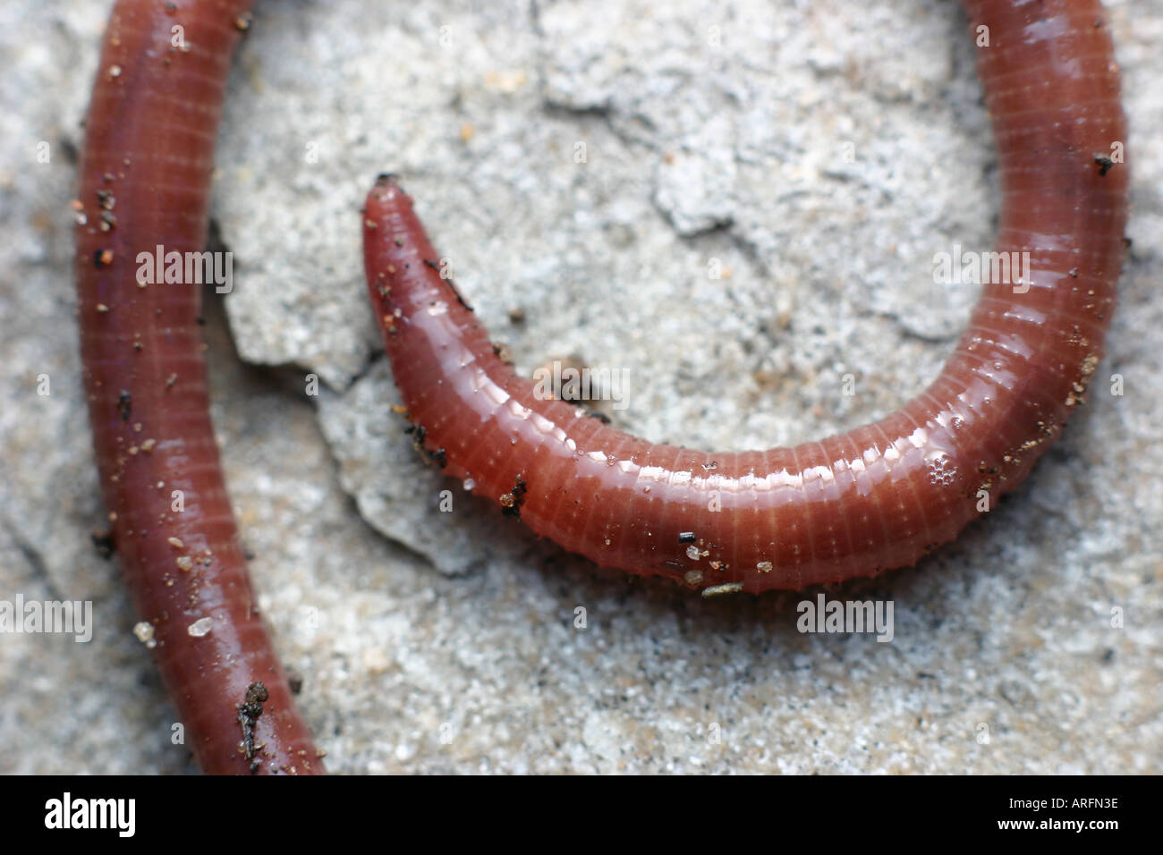Red long worm hi-res stock photography and images - Alamy