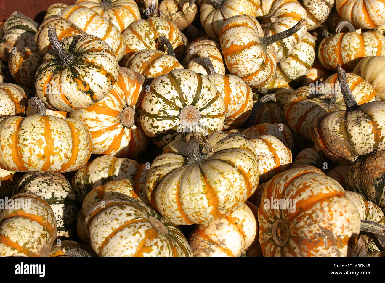 Pile of pumpkins Stock Photo - Alamy