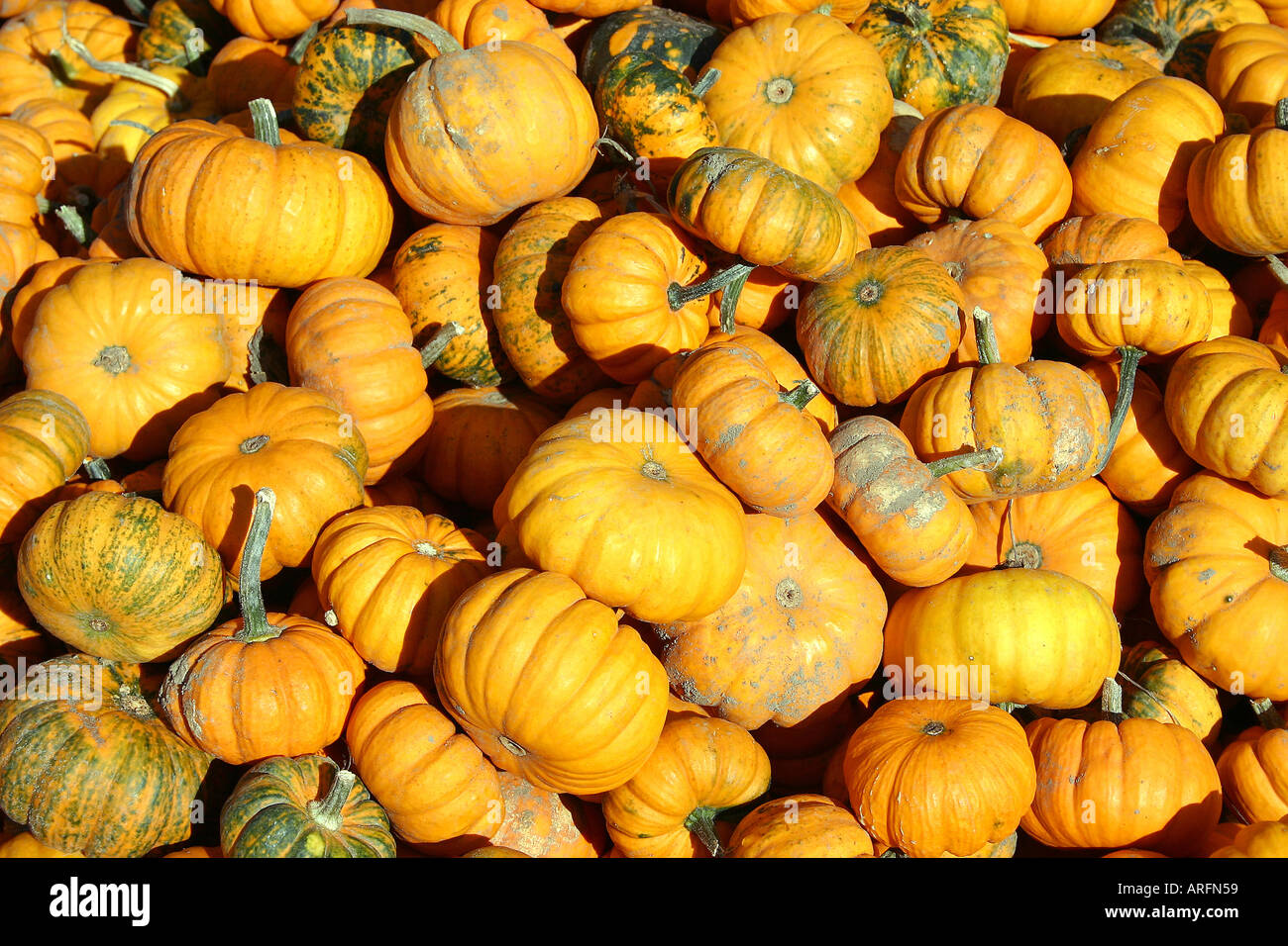 Pile of pumpkins Stock Photo - Alamy
