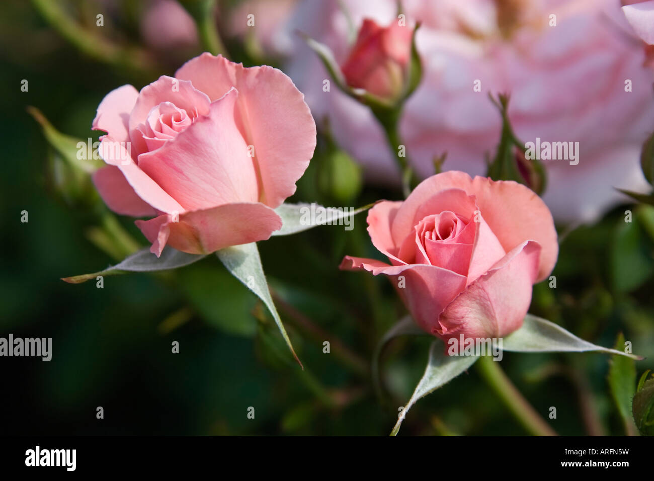 Two budding roses hi-res stock photography and images - Alamy