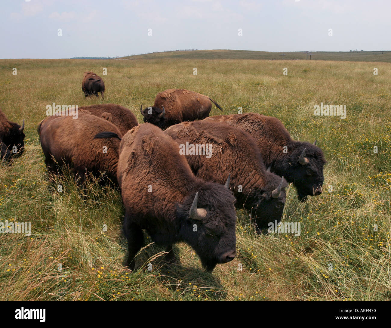 bison american buffalo the Wilds reclaimed strip mine ohio Stock Photo ...