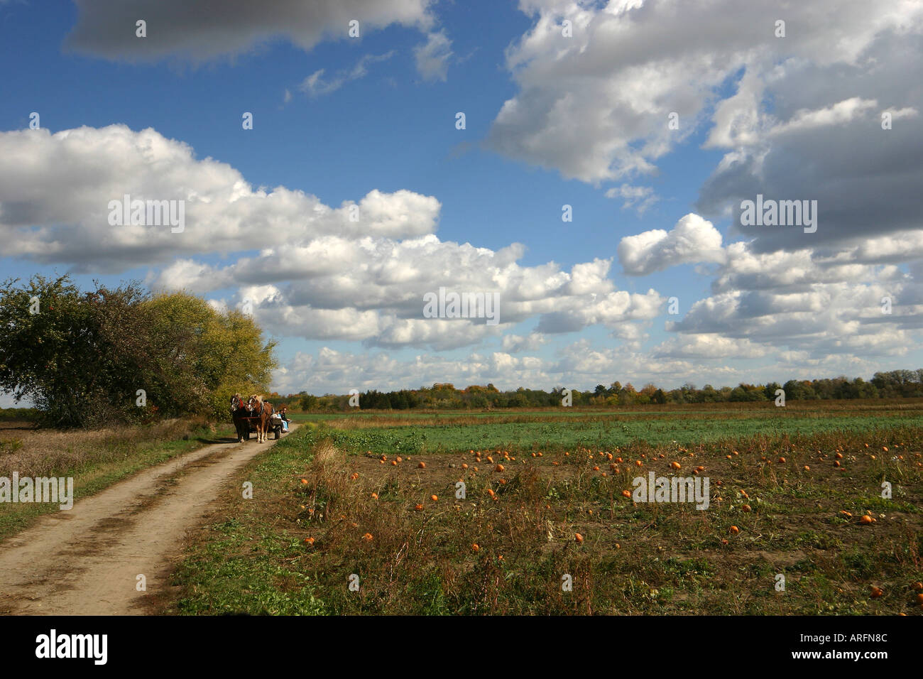Farm in Ontario with horses and pumpkins field Stock Photo - Alamy
