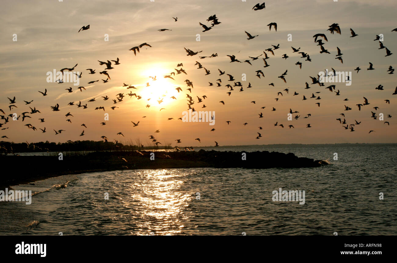 Flying flock of gulls hi-res stock photography and images - Alamy