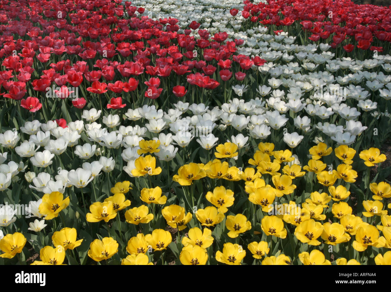 Cincinnati zoo tulips hi-res stock photography and images - Alamy