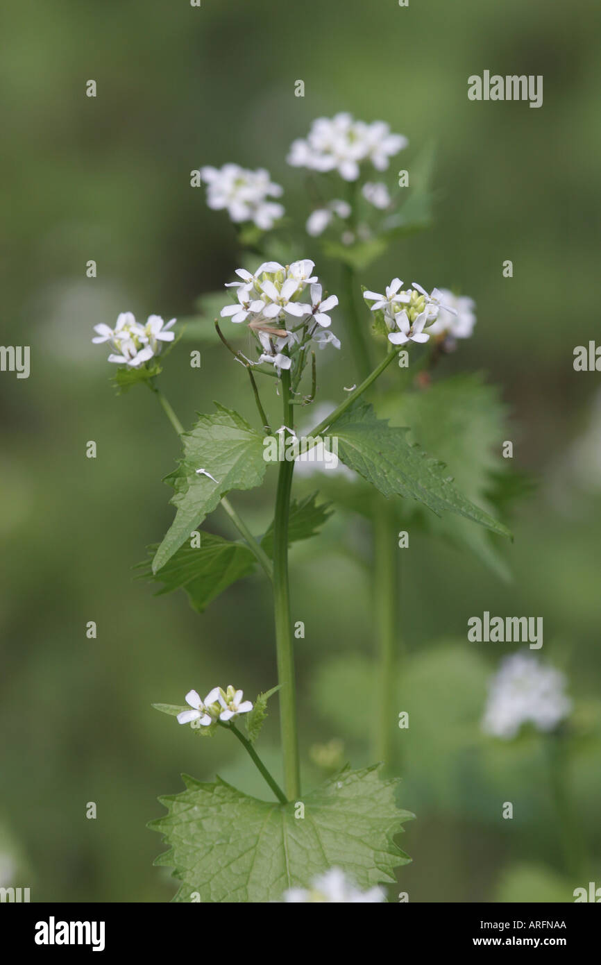 wild garlic invasive plant flower ohio united states Stock Photo - Alamy