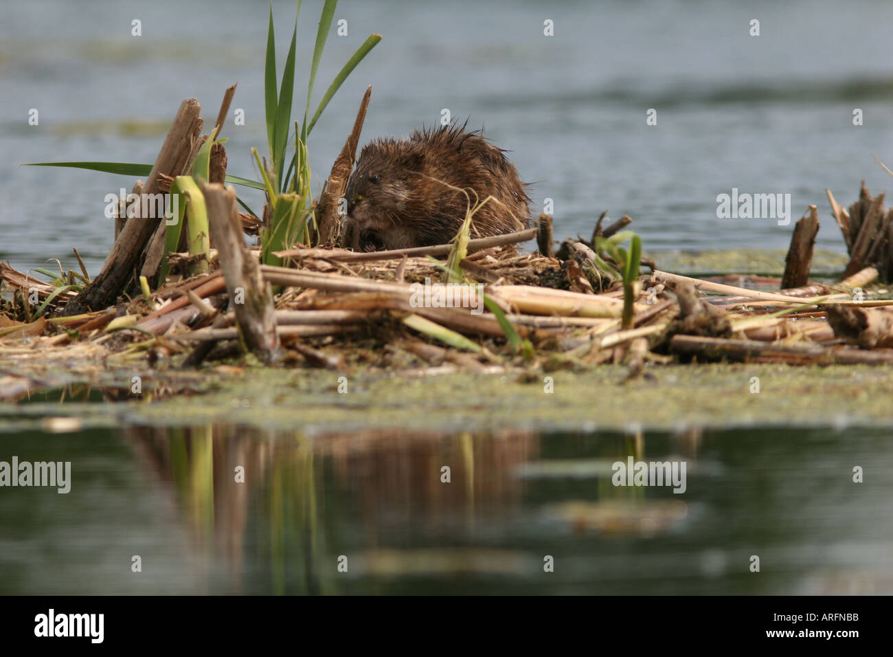 Muskrat lodge hi-res stock photography and images - Alamy