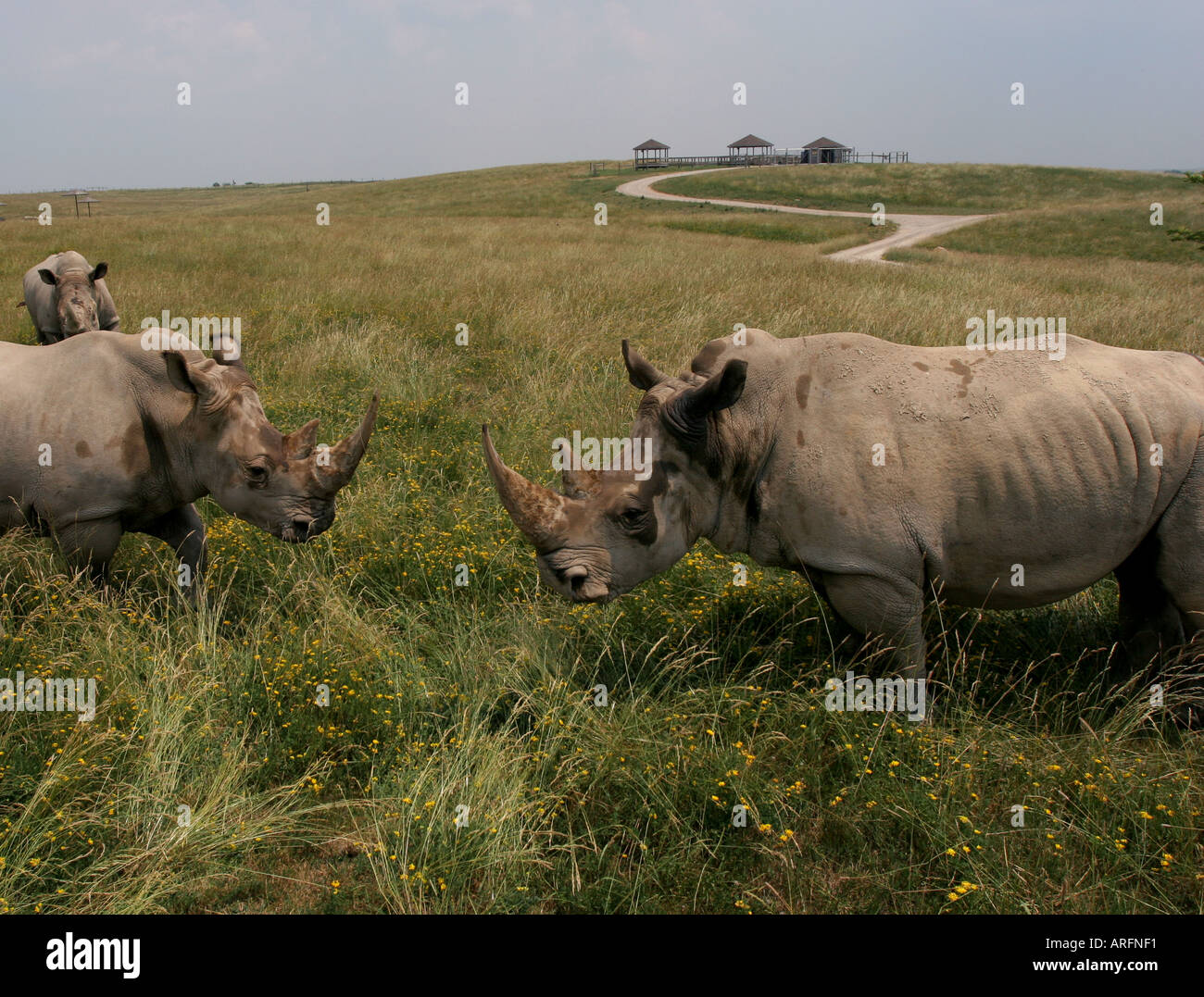 white rhino rhinoceros the Wilds reclaimed strip mine Stock Photo - Alamy