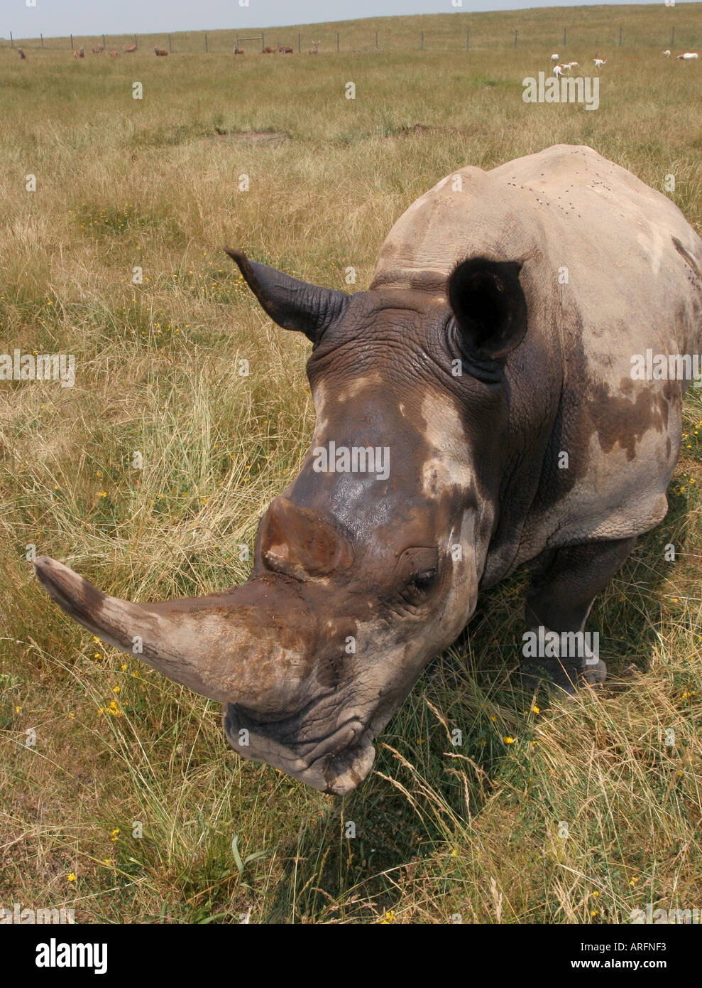 white rhino rhinoceros the Wilds reclaimed strip mine Stock Photo - Alamy