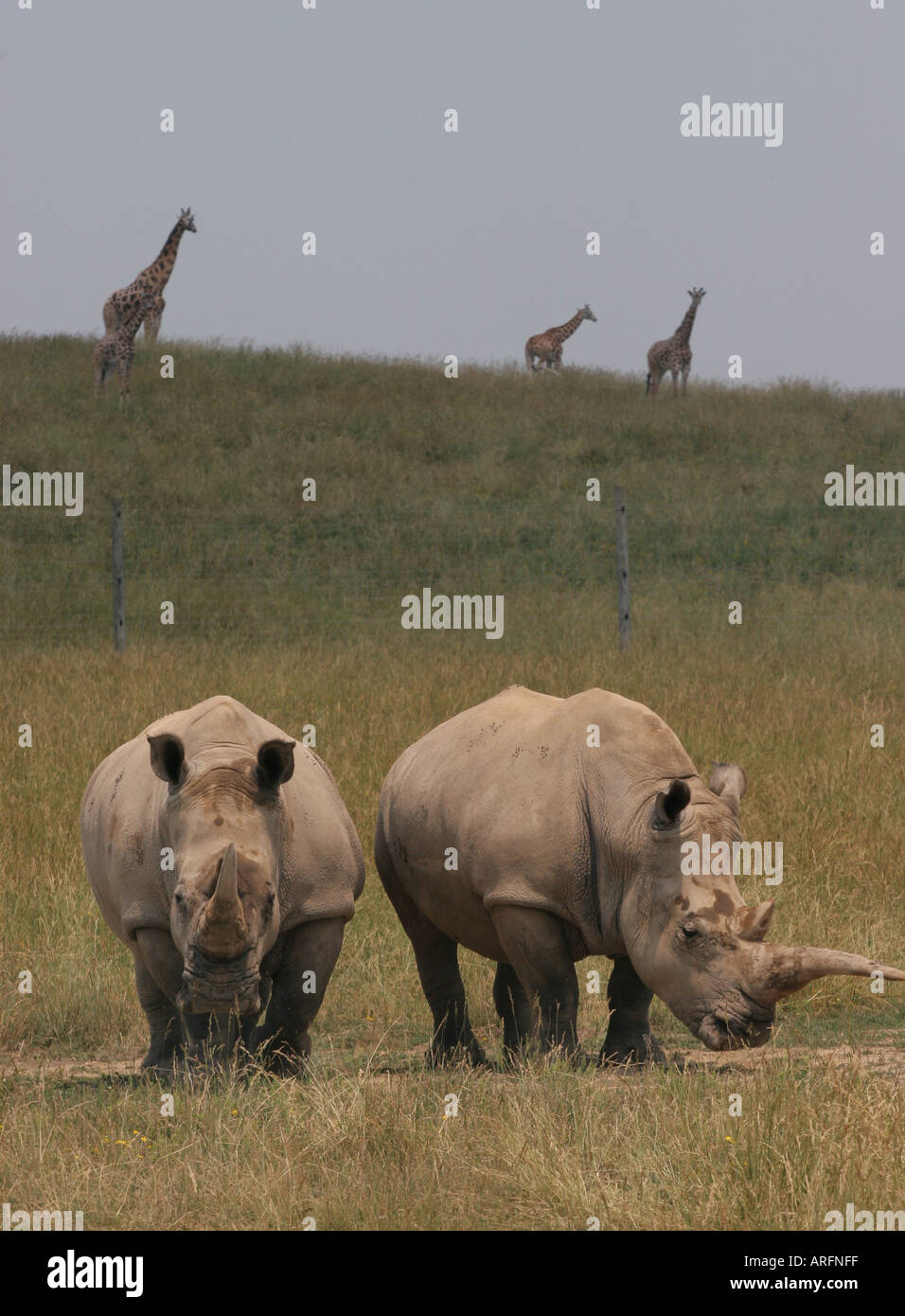 white rhino rhinoceros giraffe the Wilds reclaimed strip mine Stock ...