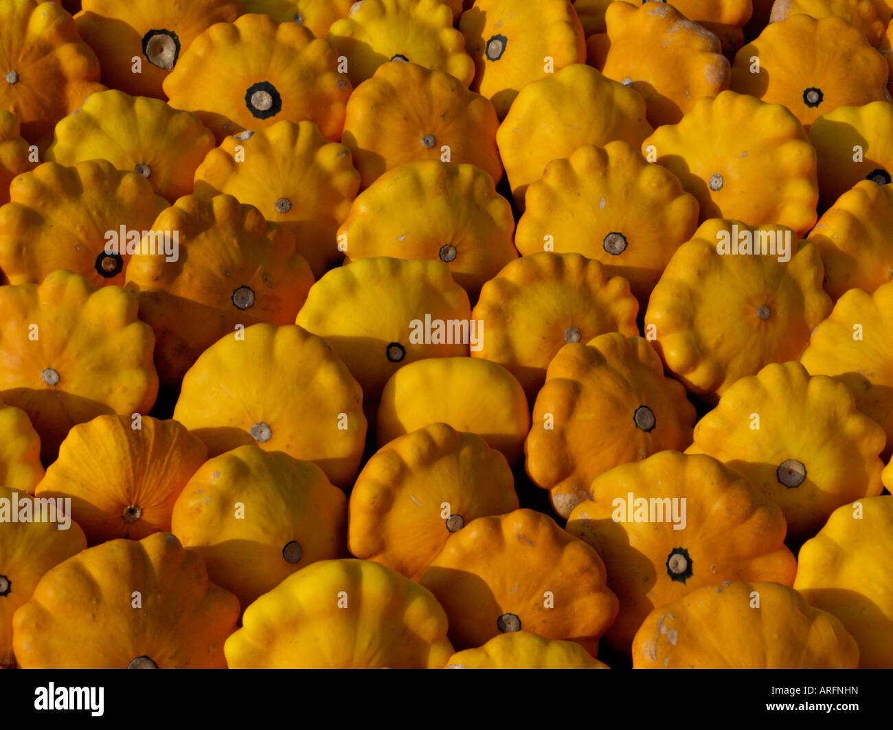 Decorative squash (Cucurbita Stock Photo - Alamy