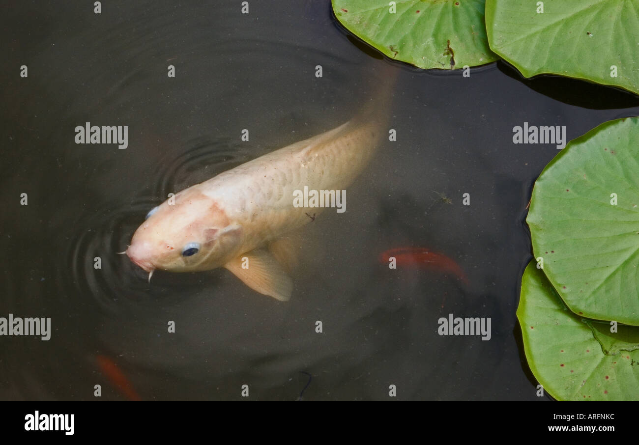 Carp England UK Stock Photo - Alamy