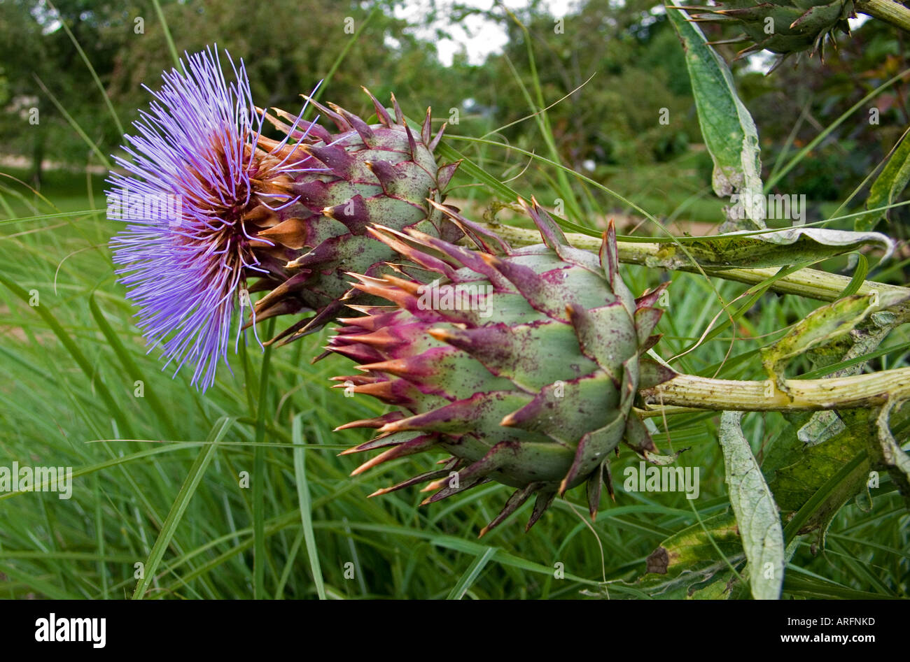 Heraldic thistle hi-res stock photography and images - Alamy