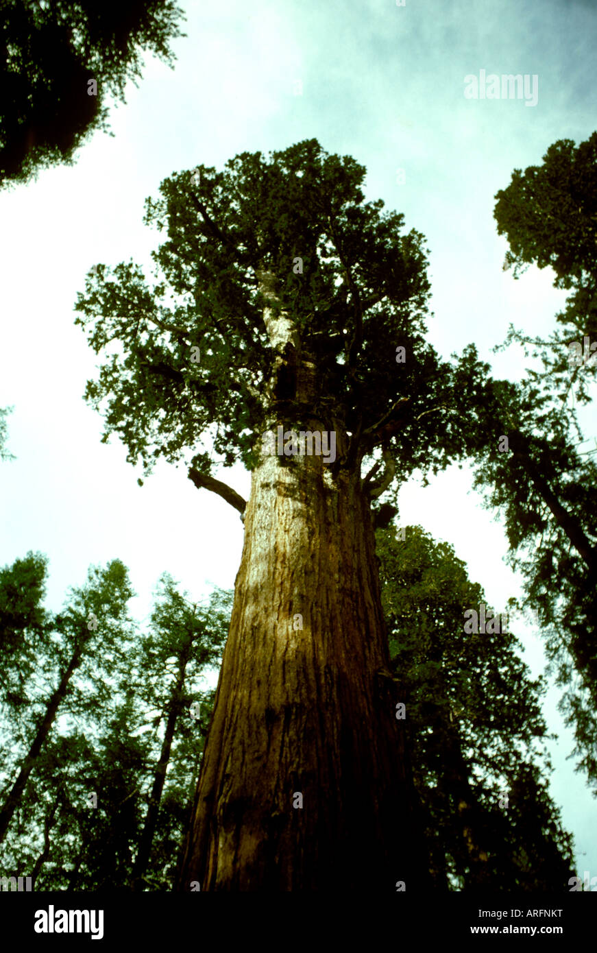 CA California Sequoia Kings Canyon National Park Western United States ...