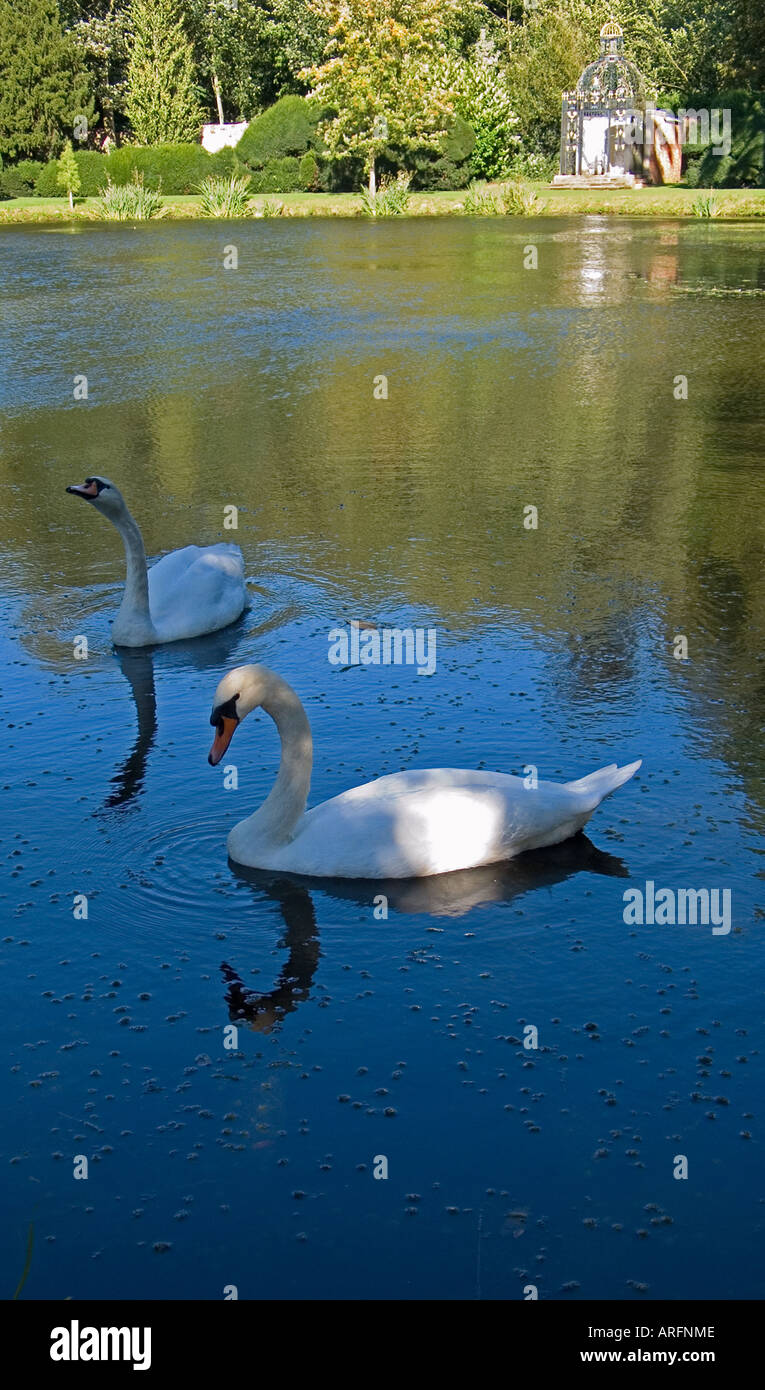Swans Melbourne Hall Derbyshire England UK Stock Photo - Alamy