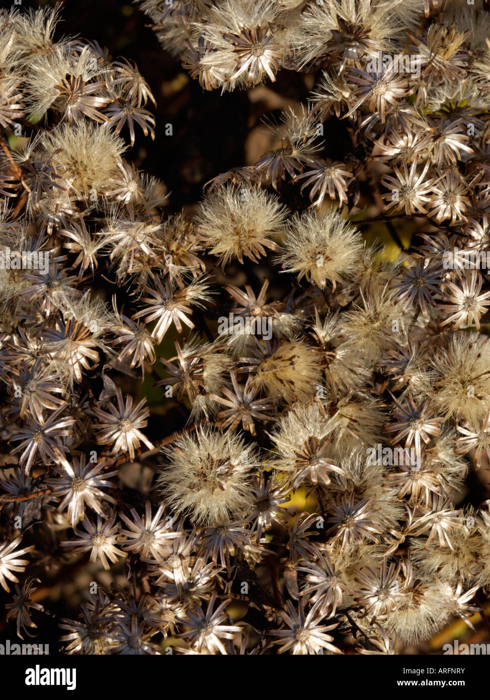 White wood aster (Aster divaricatus Stock Photo - Alamy