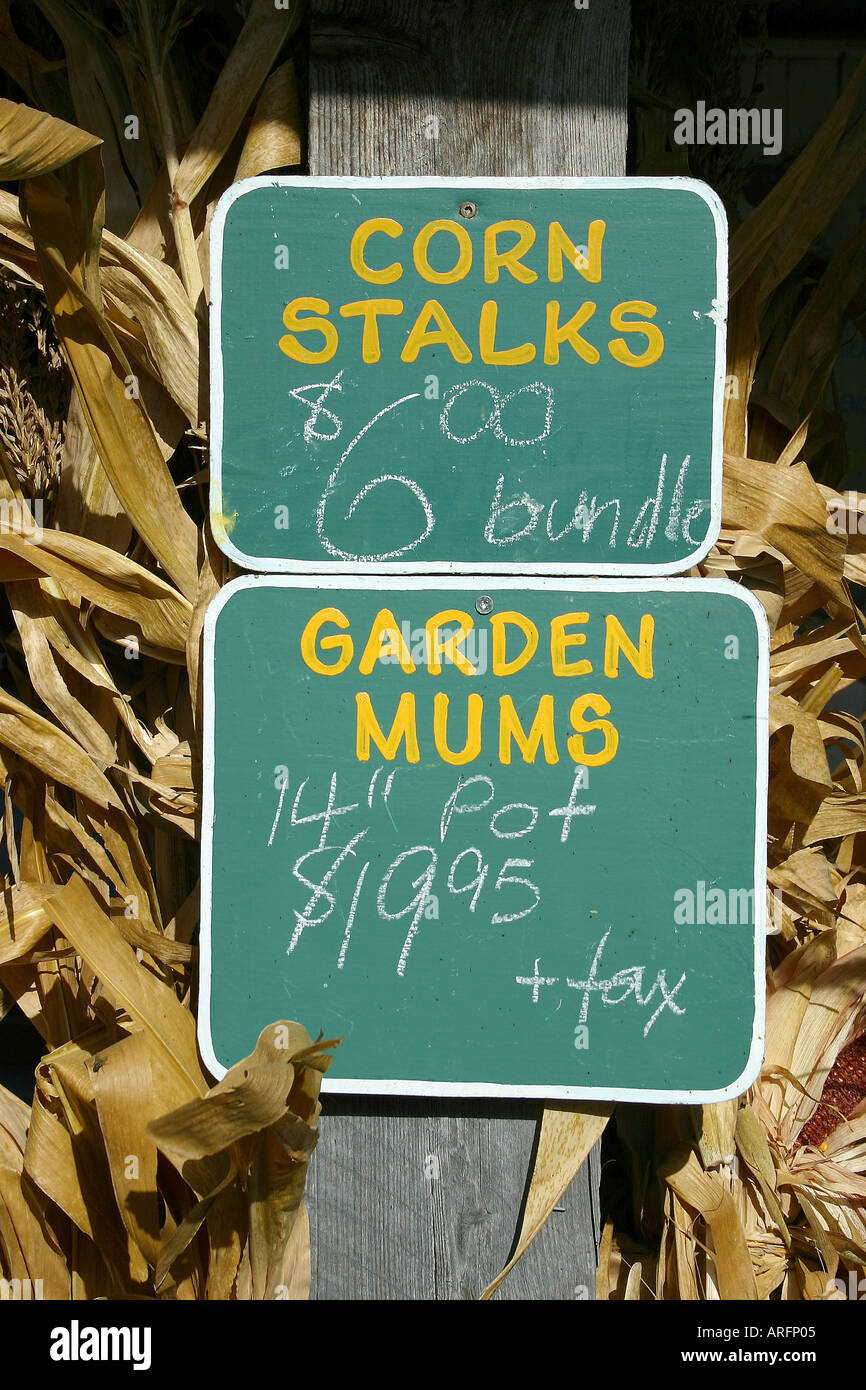Two Farmer sign corn stalks and garden muns Stock Photo - Alamy