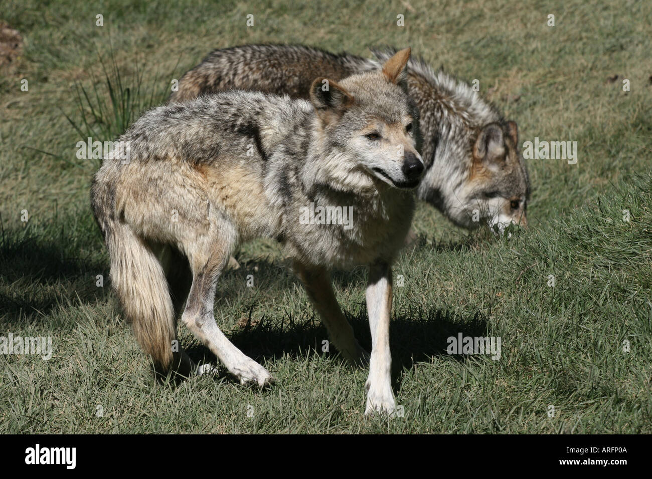 mexican wolf male female pair Stock Photo - Alamy