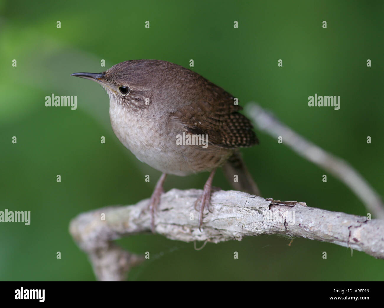 house wren singing bird ohio united states songbird horizontal Stock ...