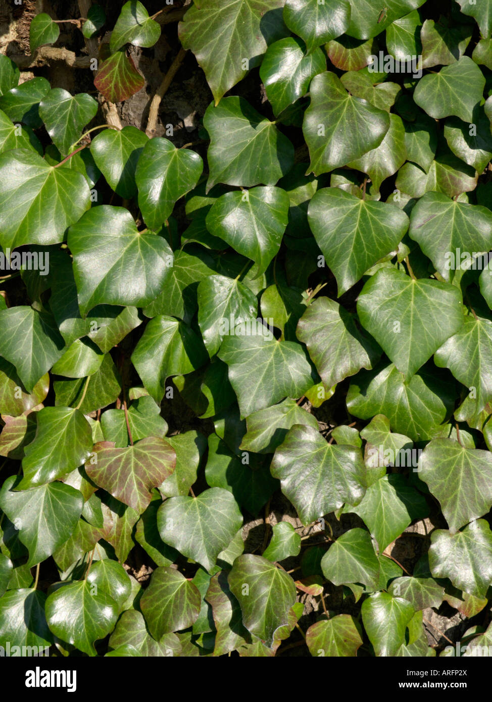 Hedera plants hi-res stock photography and images - Alamy