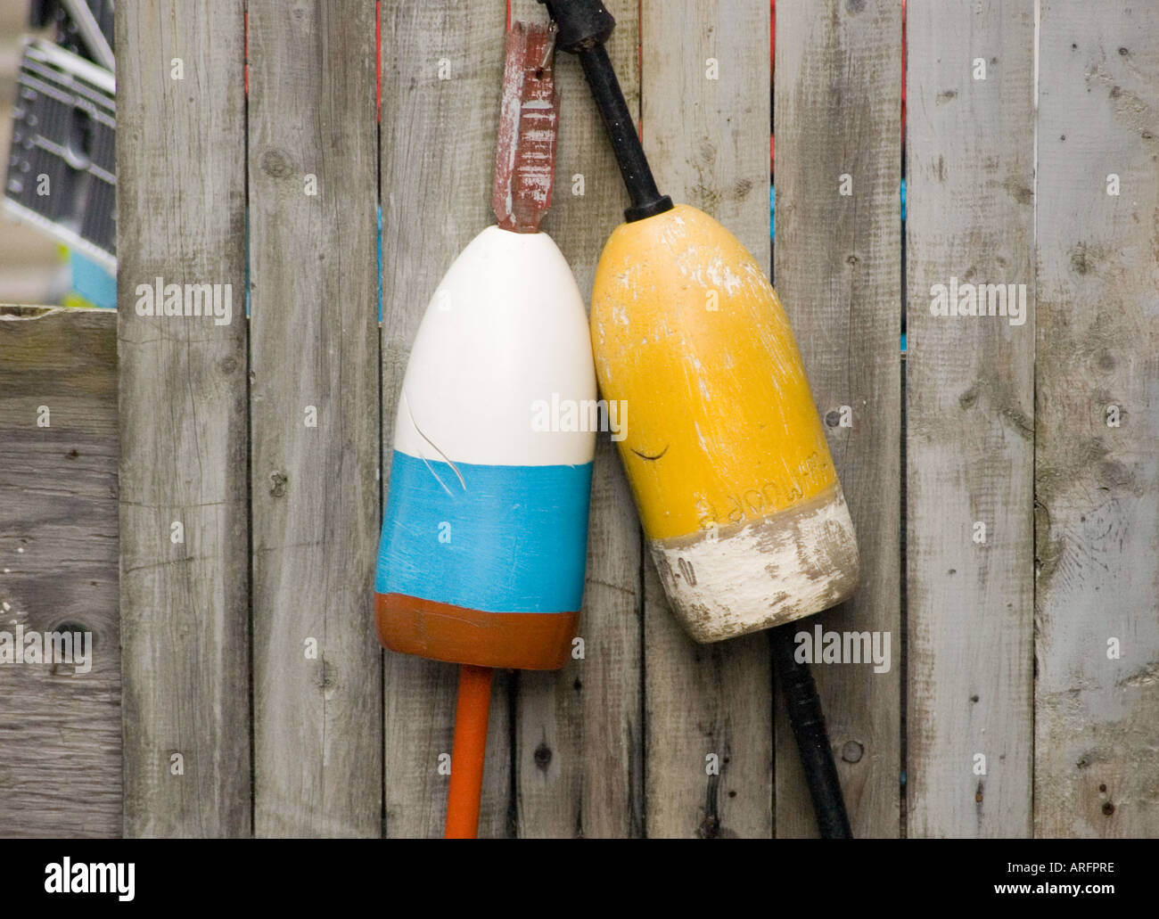 Massachusetts colony fish hi-res stock photography and images - Alamy