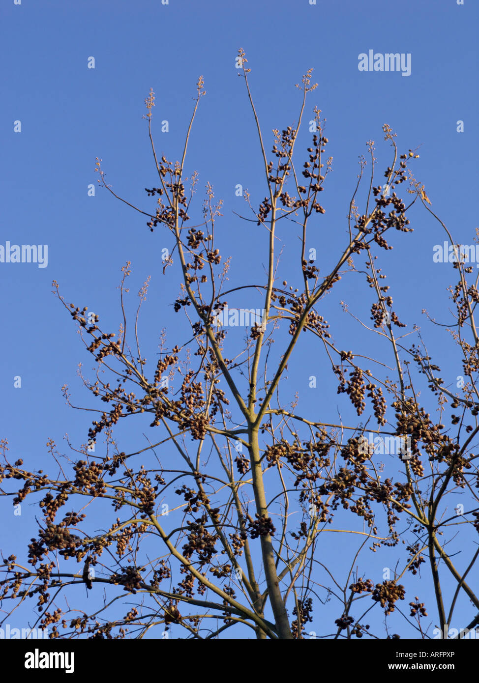 Foxglove tree (Paulownia tomentosa Stock Photo - Alamy