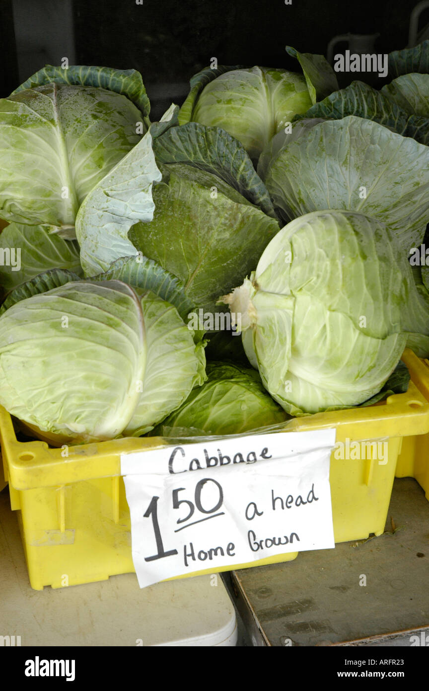 Cabbage for sale real Home Grown by hobby farmer for public sale at ...