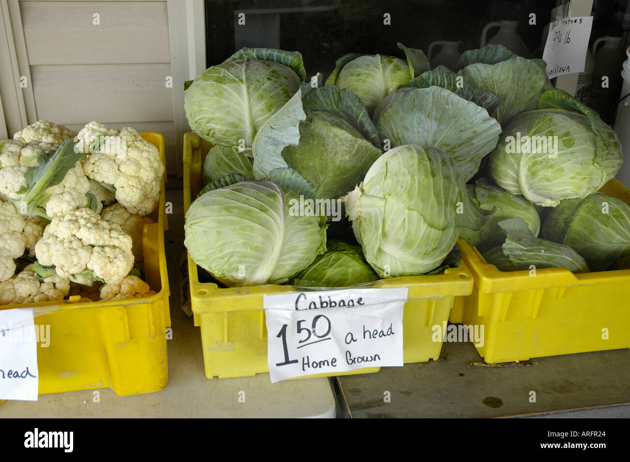 Cabbage for sale real Home Grown by hobby farmer for public sale at ...