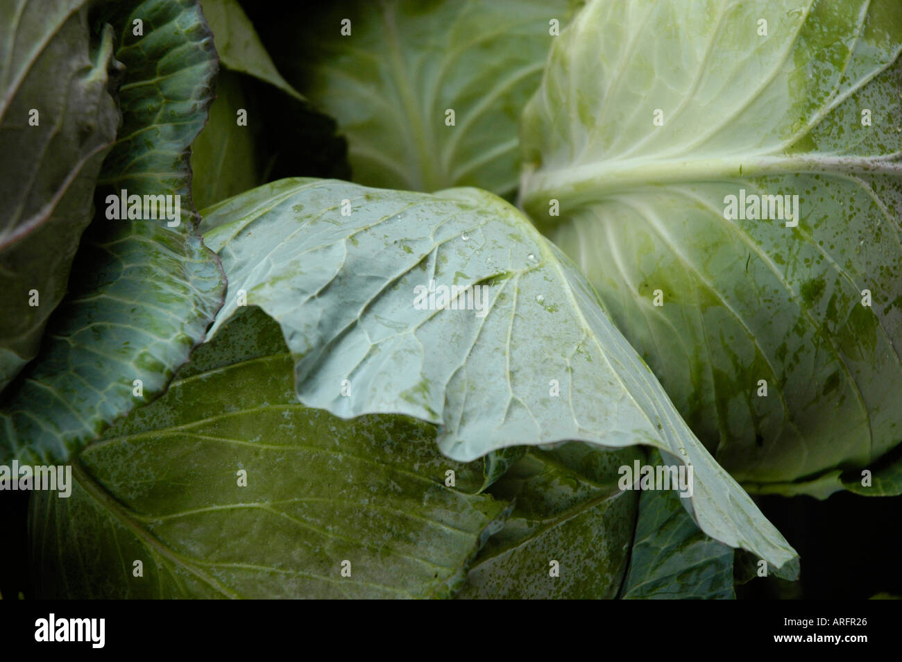 Cabbage for sale real Home Grown by hobby farmer for public sale at ...