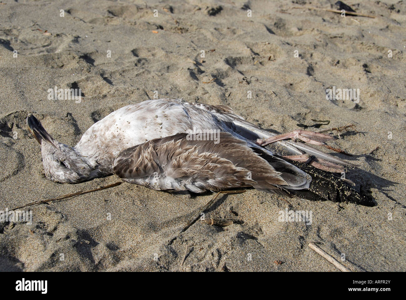 Dead herring gull hi-res stock photography and images - Alamy