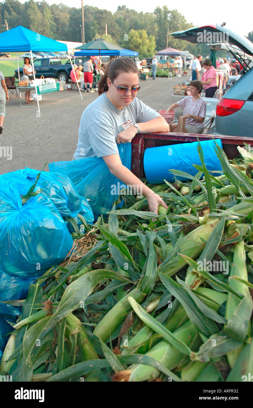 Corn being sold at farmers market in small town to public from the ...
