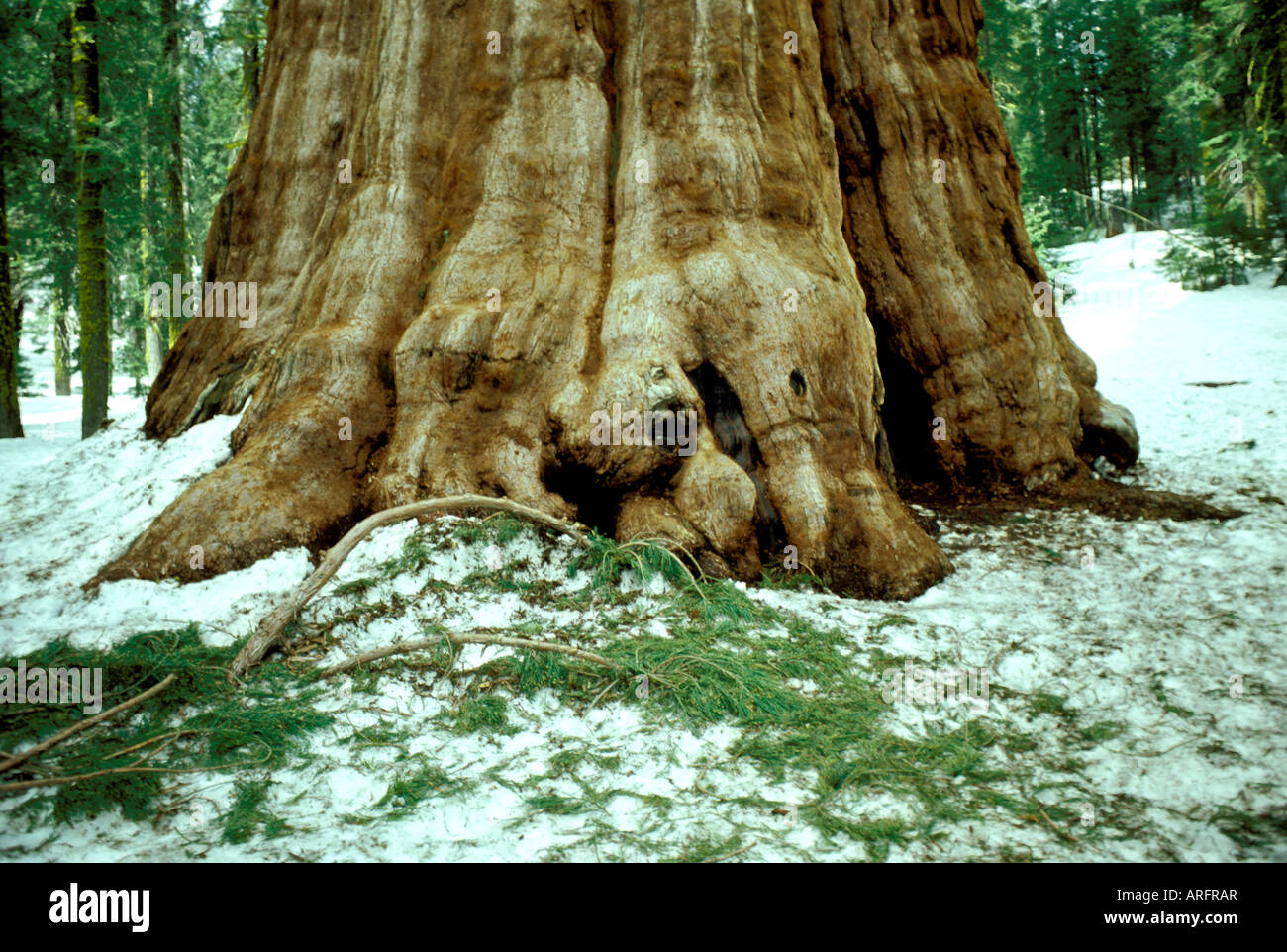 CA California Sequoia Kings Canyon National Park Western United States ...