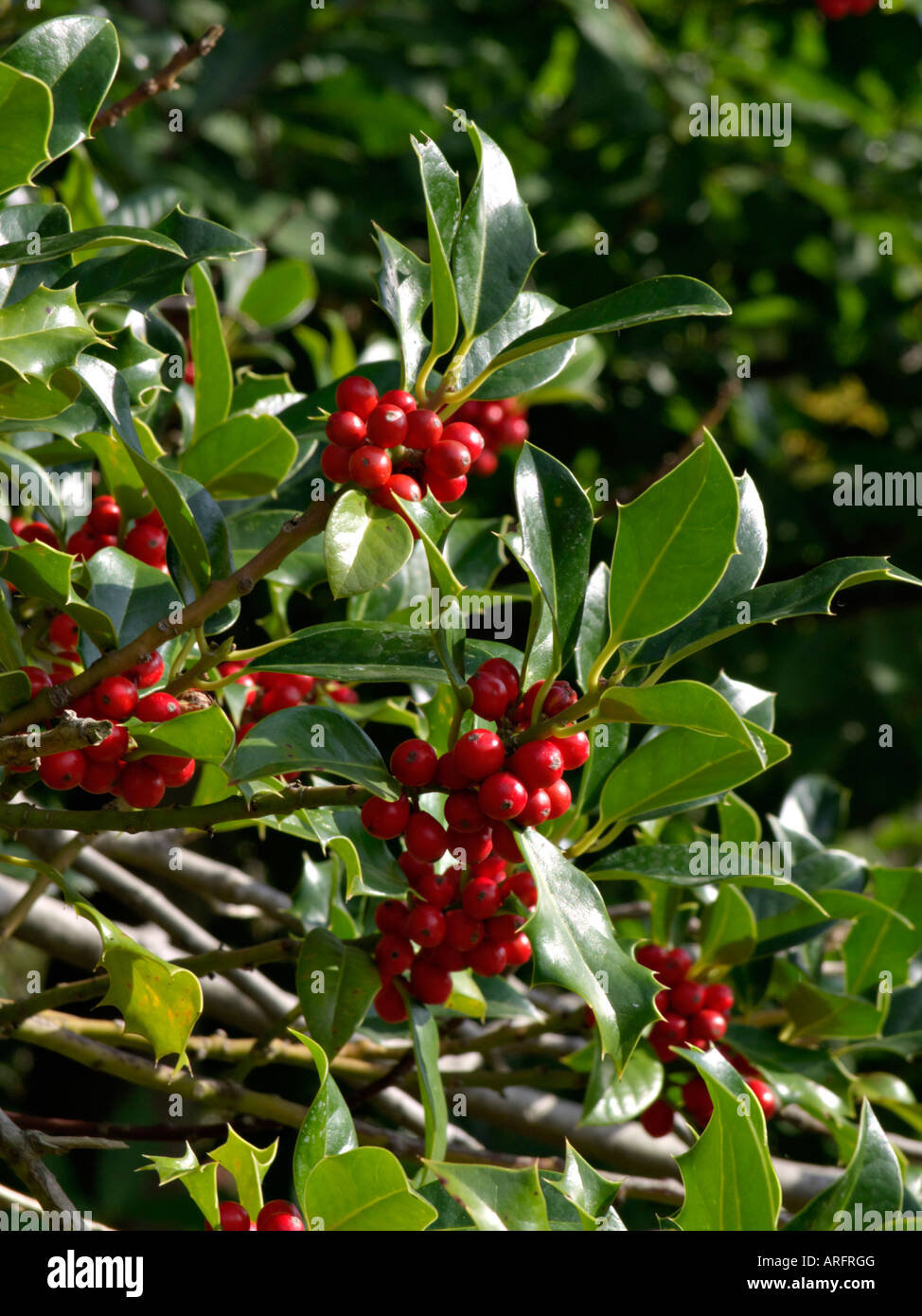 Holly ilex species hi-res stock photography and images - Alamy