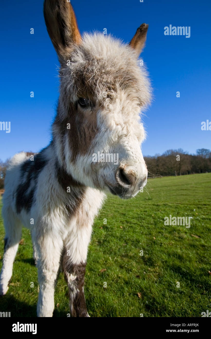 Baby Donkey
