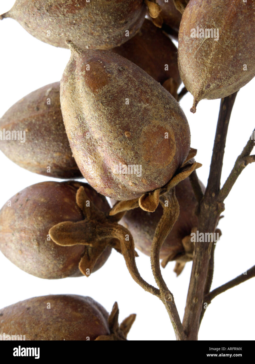 Foxglove tree (Paulownia tomentosa Stock Photo - Alamy