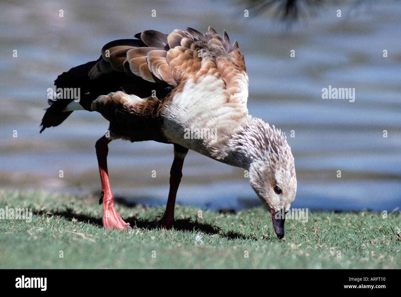 Jubata hi-res stock photography and images - Alamy