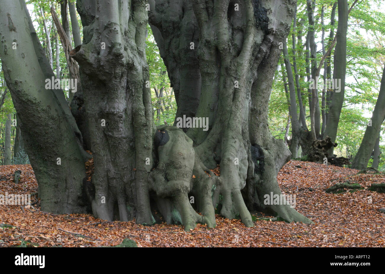 Ancient beech pollard in Epping Forest Stock Photo - Alamy