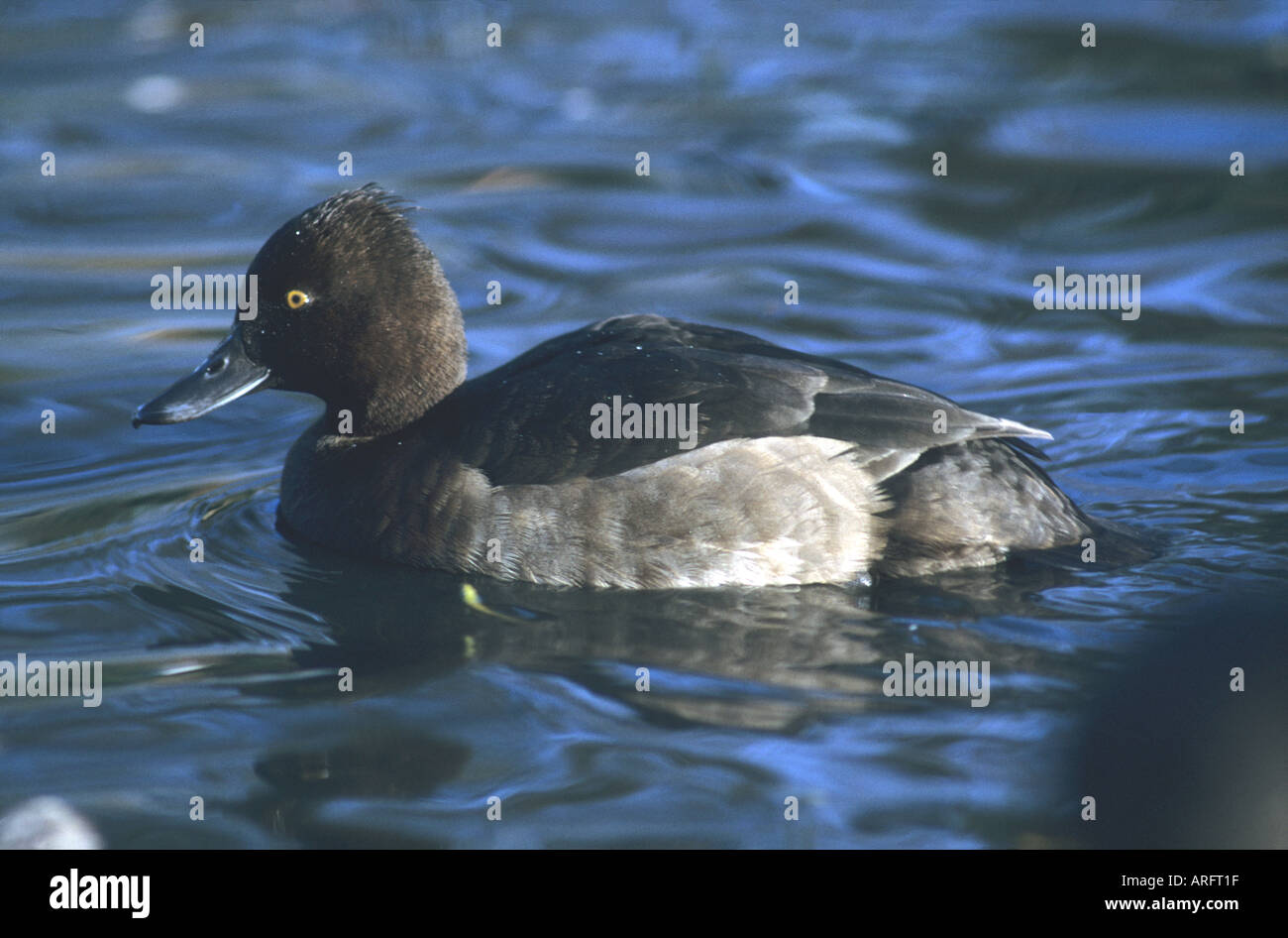 Female Tufted Duck-Aythya fuligula-Family Anatidae Stock Photo - Alamy