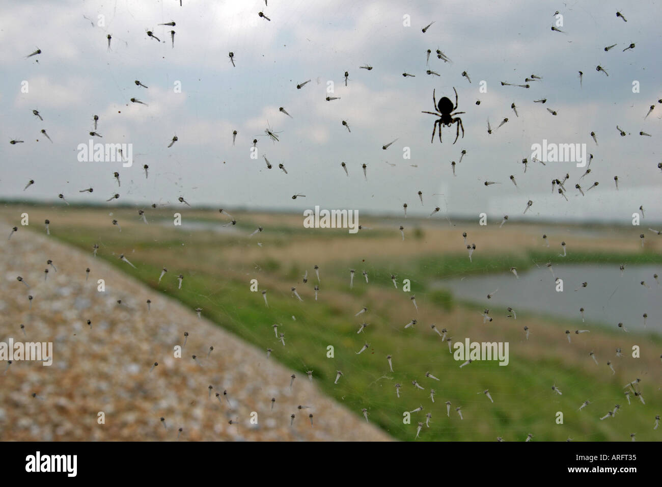 Catching spider glass hi-res stock photography and images - Alamy
