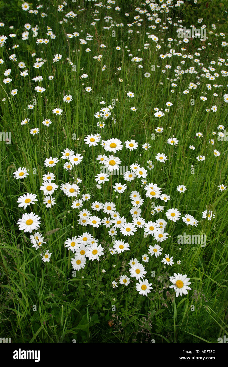 Ox eye plant hi-res stock photography and images - Alamy