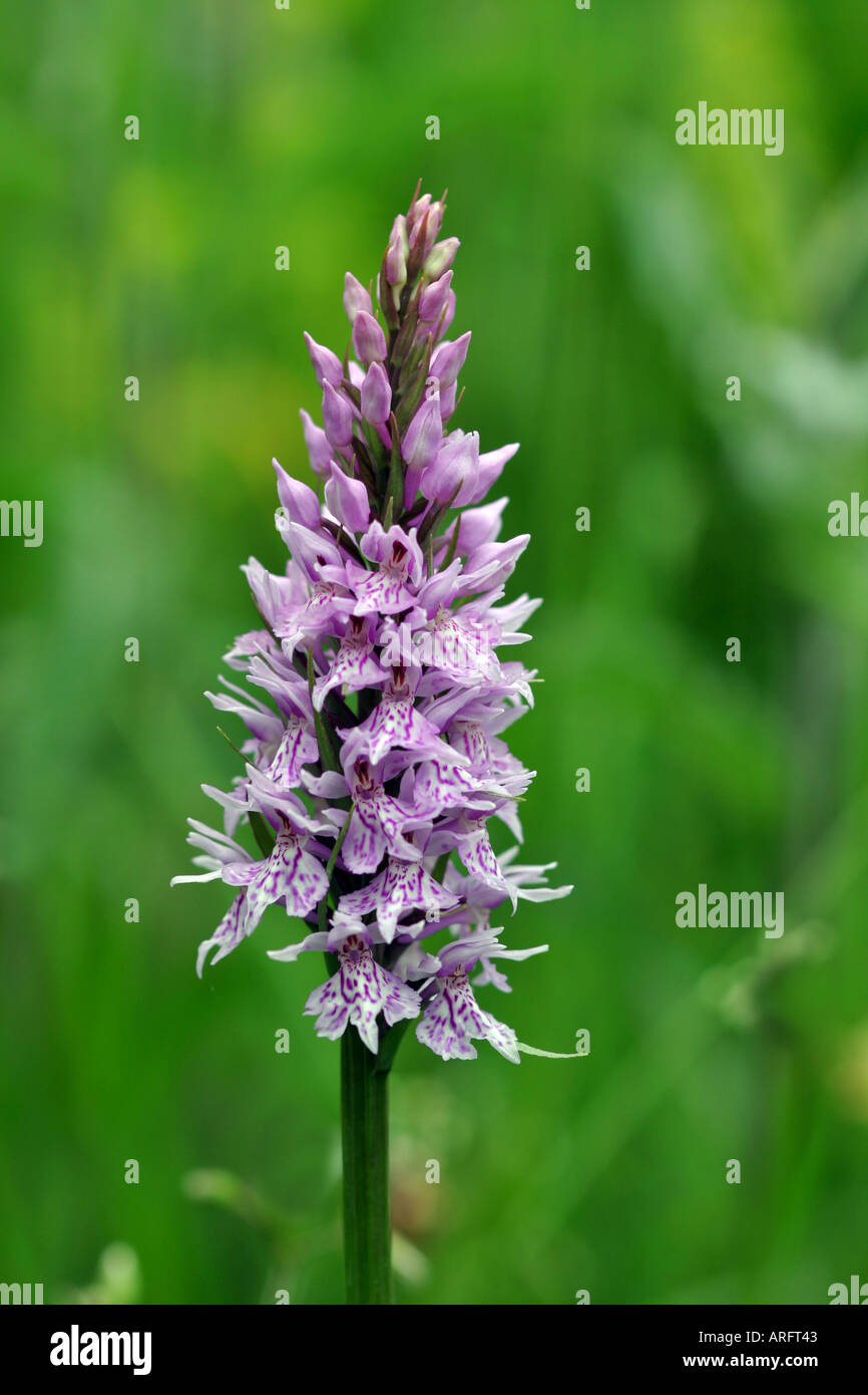 Common Spotted Orchid flower spike Stock Photo - Alamy