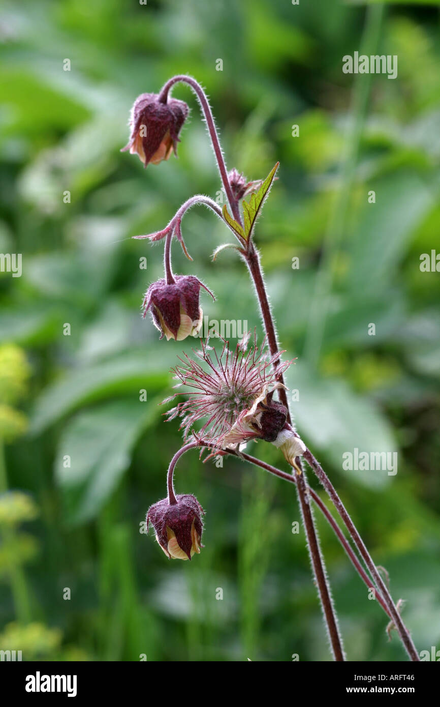 Seed of water avens hi-res stock photography and images - Alamy
