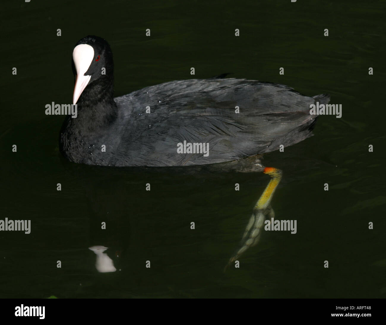Coot with white feathers hi-res stock photography and images - Alamy