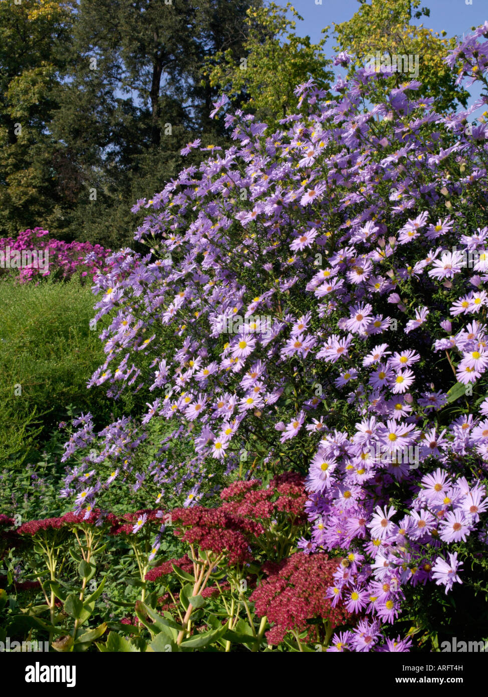 Aster amellus rosa erfullung hi-res stock photography and images - Alamy