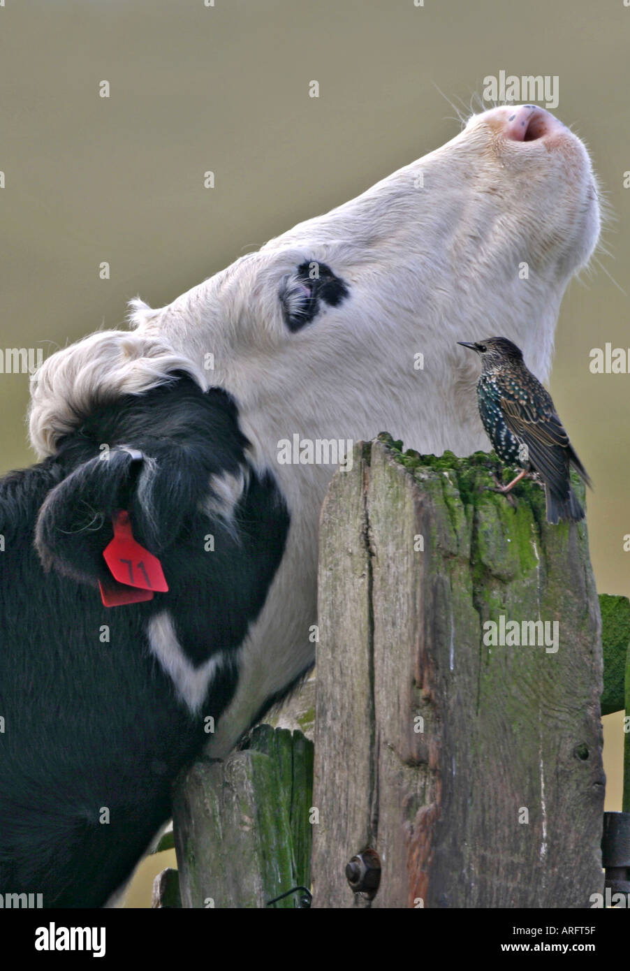 Cow and Starling sharing a gatepost Stock Photo - Alamy