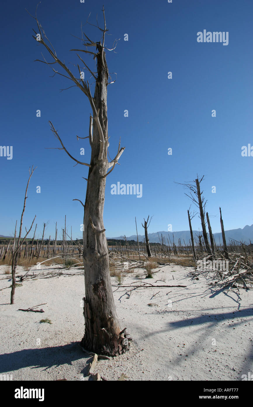 Dead trees stand hi-res stock photography and images - Alamy