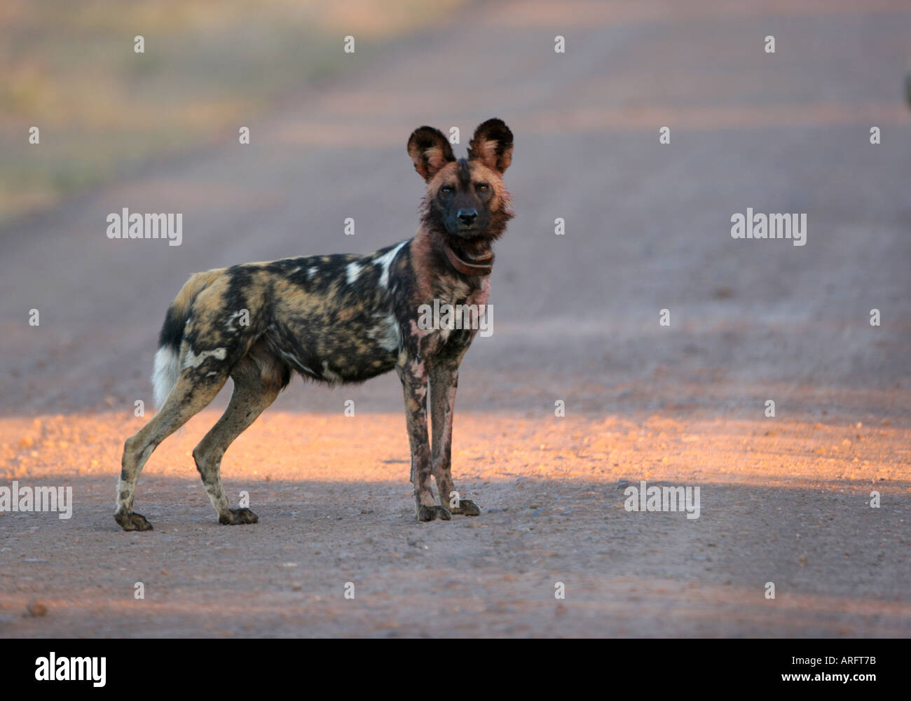 African hound dog hi-res stock photography and images - Alamy