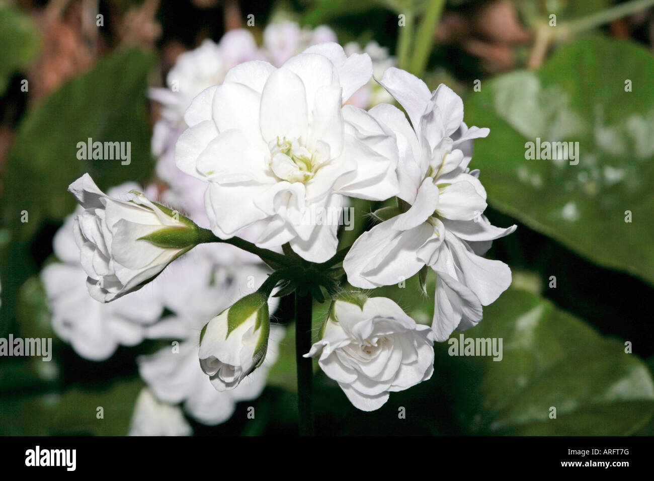 Ivy-leafed Pelargonium/Geranium flower and spider- Pelargonium peltatum ...